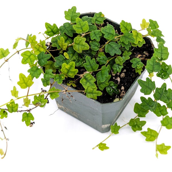 String of Frogs - Etsy