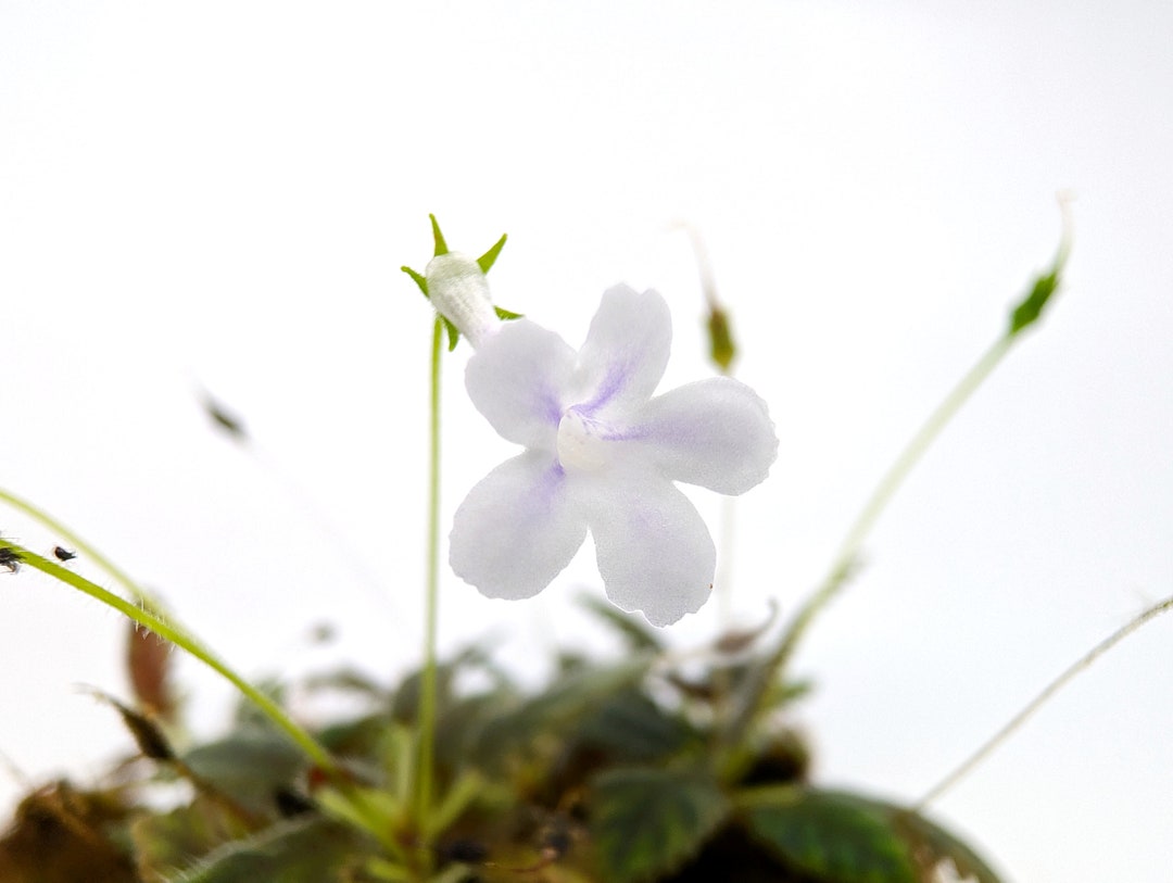 Sinningia Muscicola - African Violet Family - Great for a Terrarium or ...