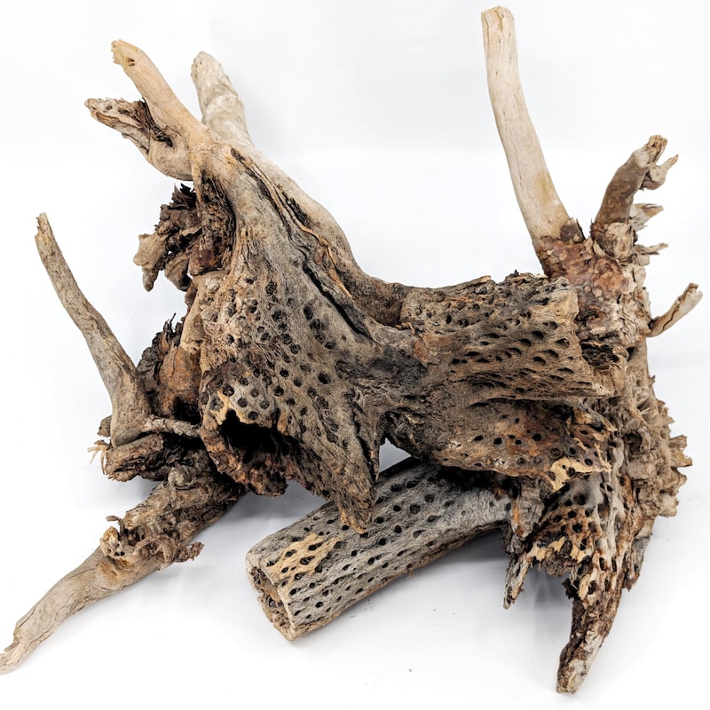 Cholla Wood - Etsy