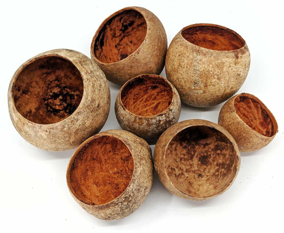 Beal Pods | Natural Terrarium & Aquarium Botanicals for Bioactive ...