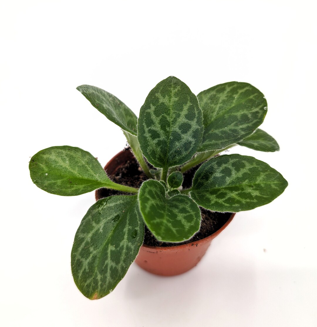 Primulina 'jvs the Dark One' - Asian Violet Family - Great for a ...
