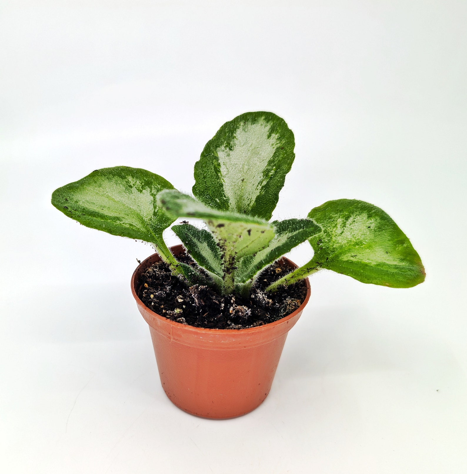 Primulina 'jvs Thunderbolt' - Asian Violet Family - Great for a ...