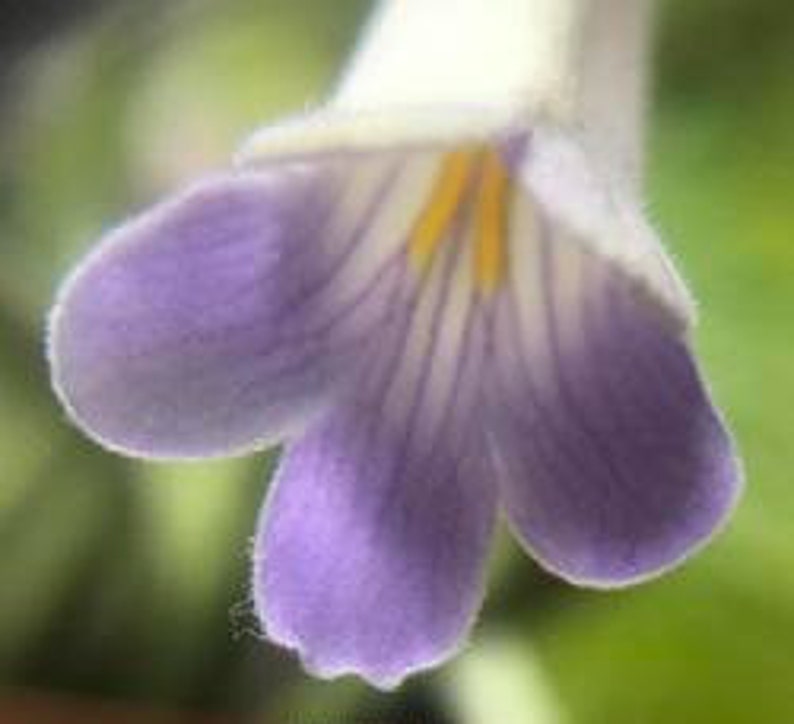 Primulina 'summer Song' - Asian Violet Family - Great for a Terrarium ...