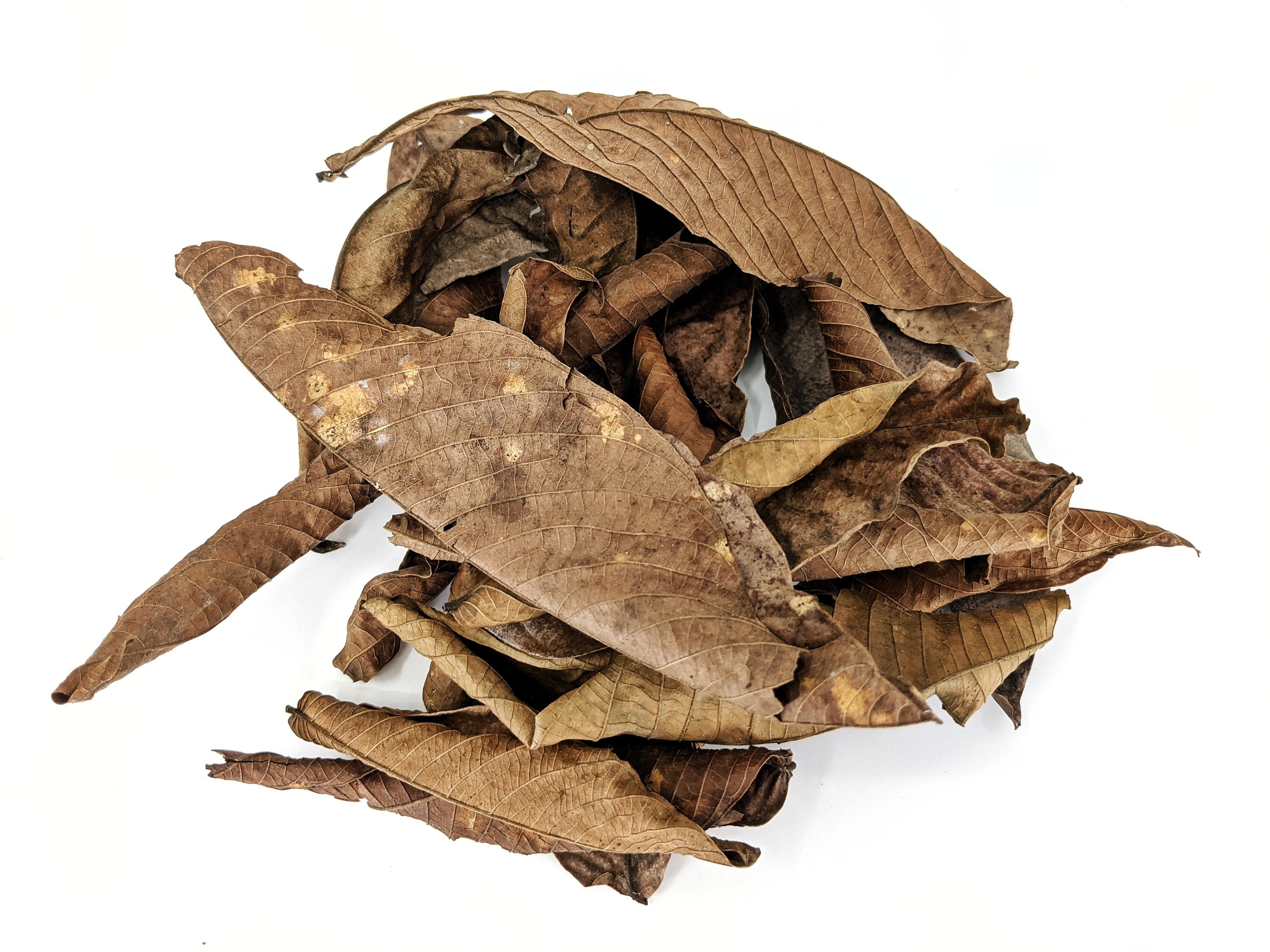 Peruvian Jungle Guaba Leaf Litter | Etsy