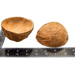 Coconut Shell Half - Etsy