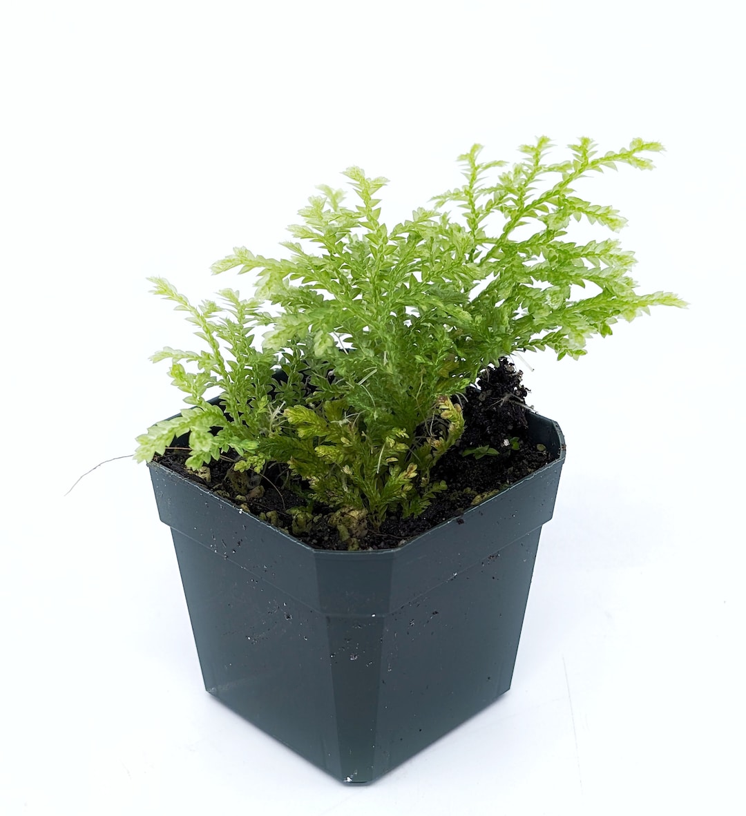 Selaginella Sp. 'white Peru' Spikemoss Fern Moss Terrarium Plant - Etsy