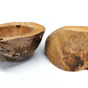 WHOLE Coconut Shell Half With Husk Still Attached and Sanded Bottom - FAST SHIPPING - Etsy