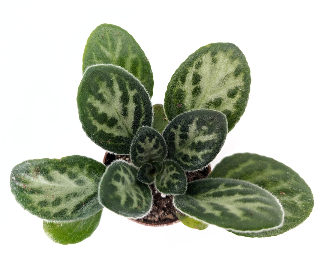 Primulina 'summer Song' - Asian Violet Family - Great for a Terrarium ...