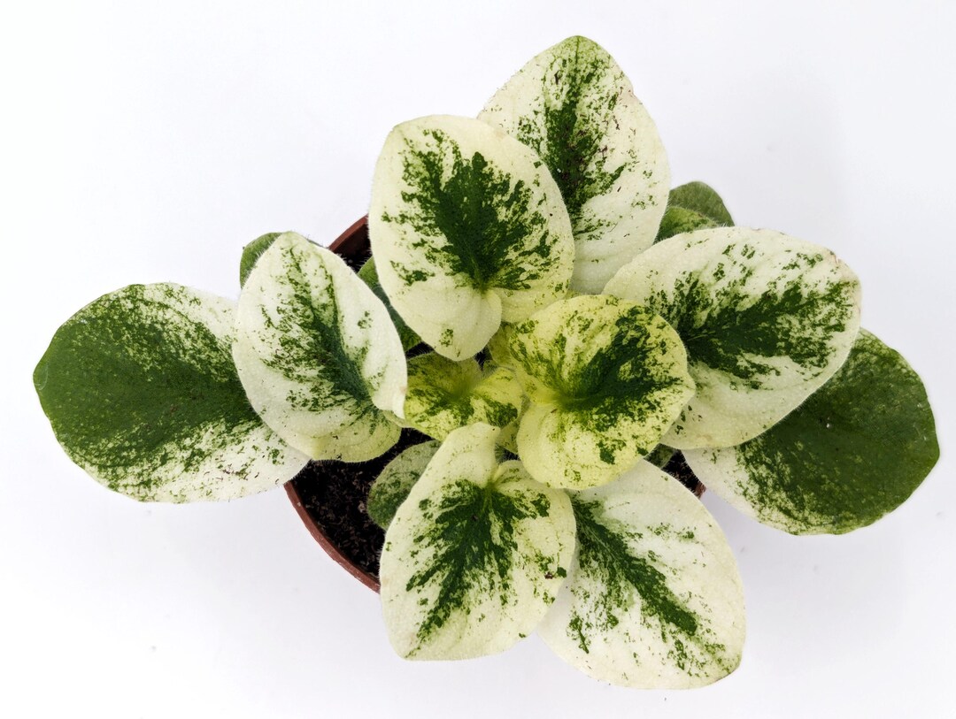 Harmony's Blue Moon African Violet -great for Terrarium or Vivarium ...