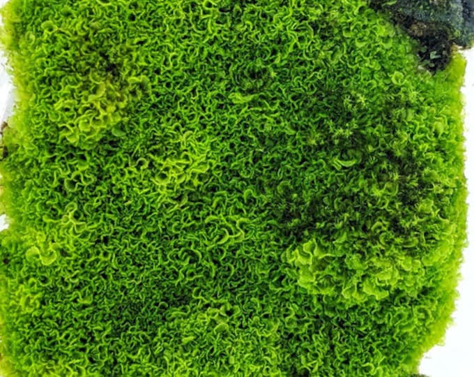 Live Tropical Liverwort Like Moss Great for Terrariums and Vivariums ...