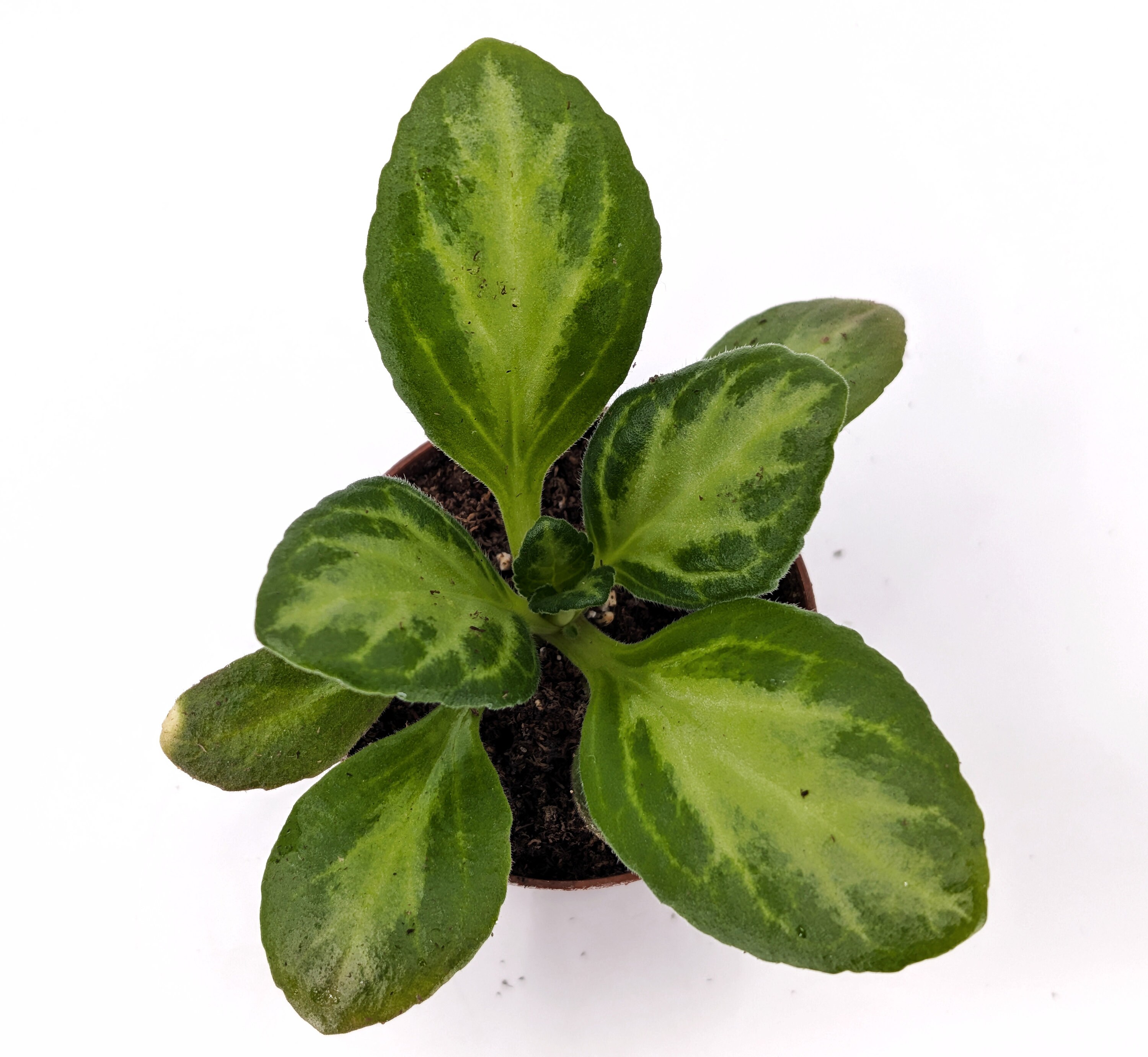 Primulina 'deco' - Asian Violet Family - Great for a Terrarium or ...