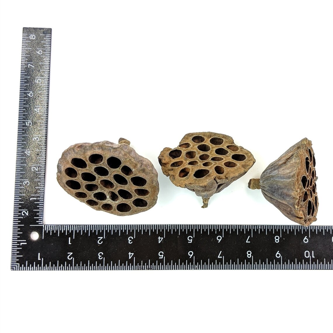 Lotus Head Pod | Etsy