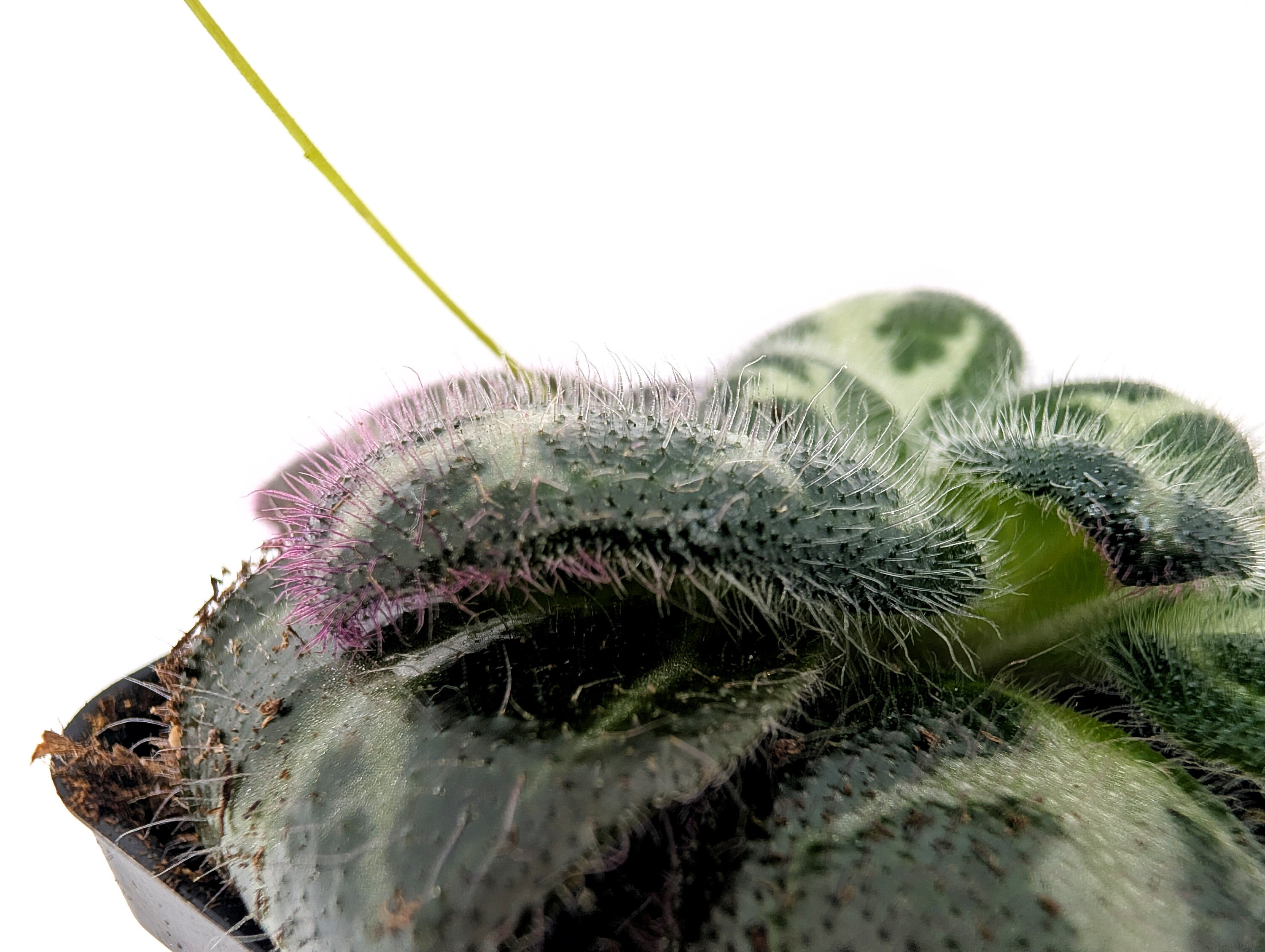 Primulina Sinovietnamica - Asian Violet Family - Great for a Terrarium ...