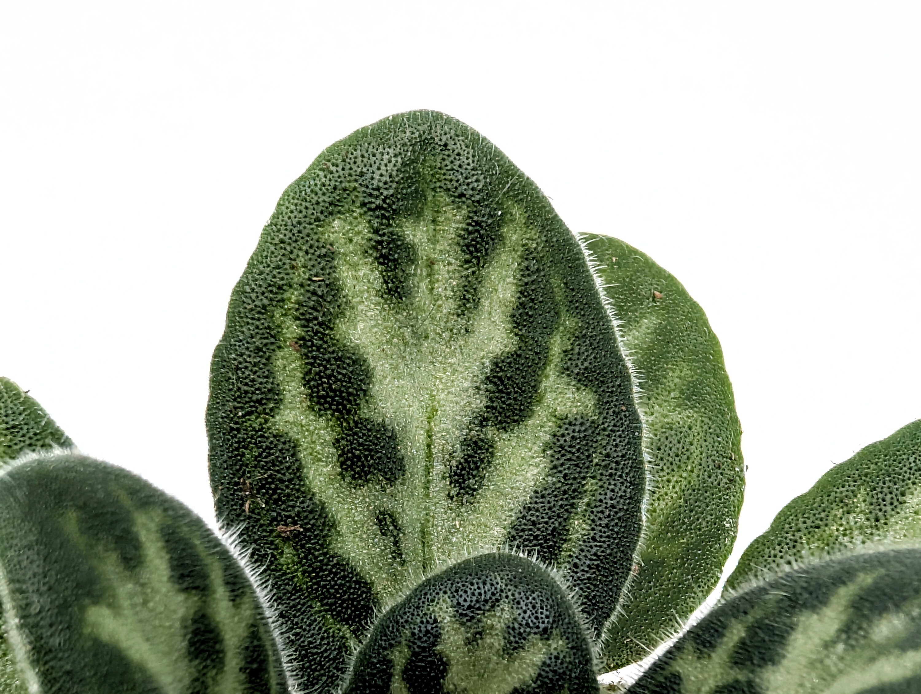 Primulina 'summer Song' - Asian Violet Family - Great for a Terrarium ...