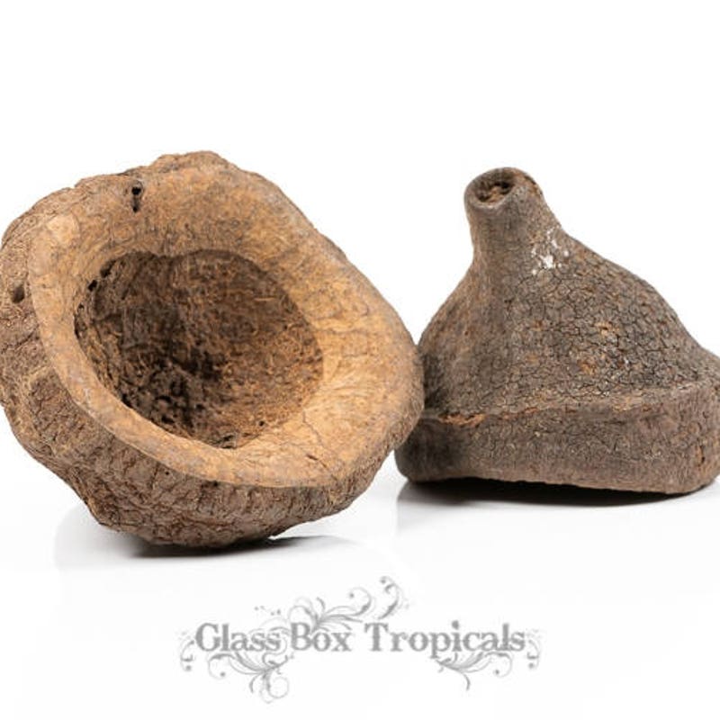 Monkey Pod - Etsy