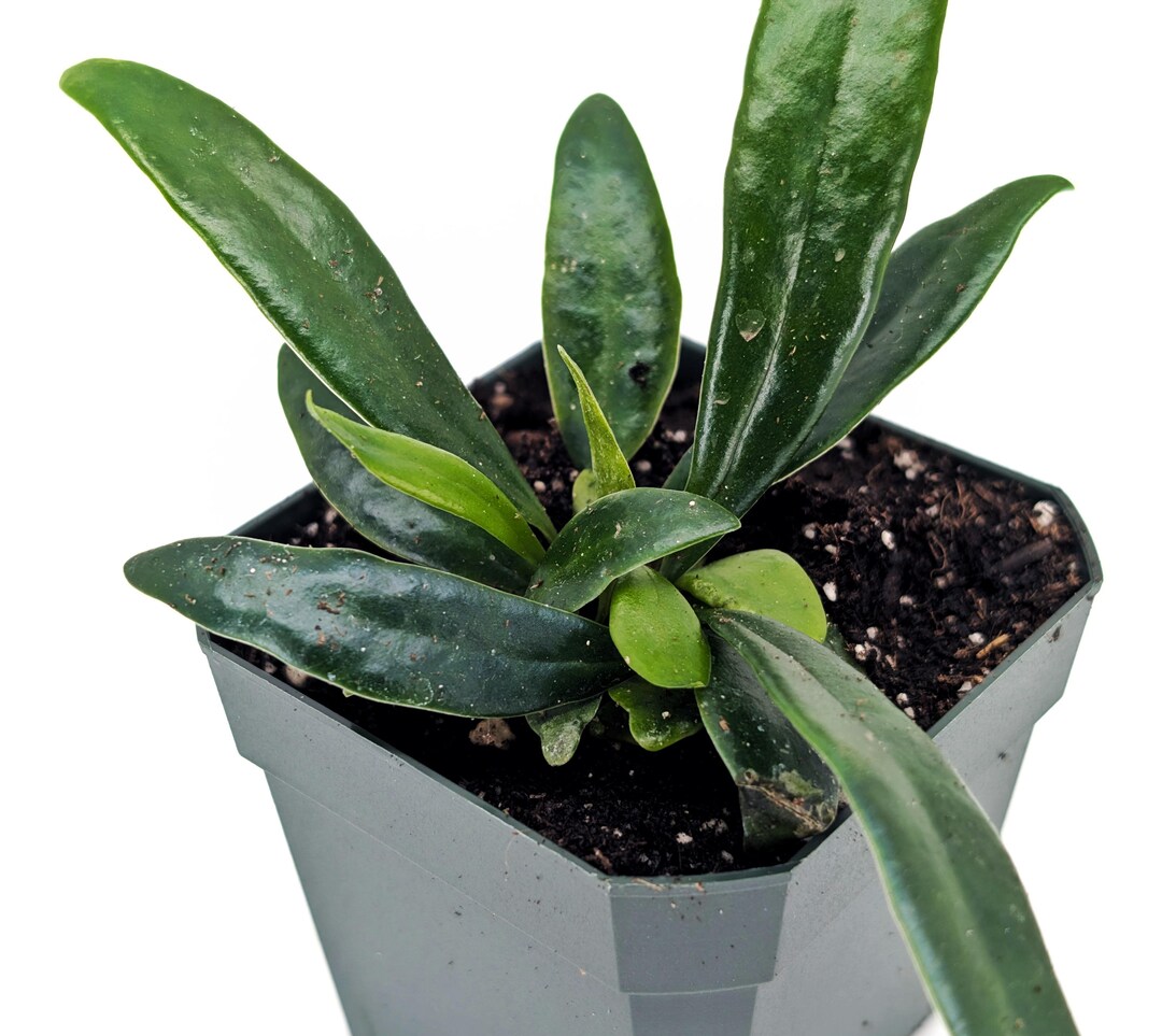 Microsorum Thailandicum - Oil Fern, Blue Fern, Blue Oil Fern, Terrarium ...