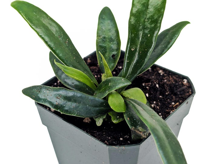 Microsorum Thailandicum - Oil Fern, Blue Fern, Blue Oil Fern, Terrarium ...
