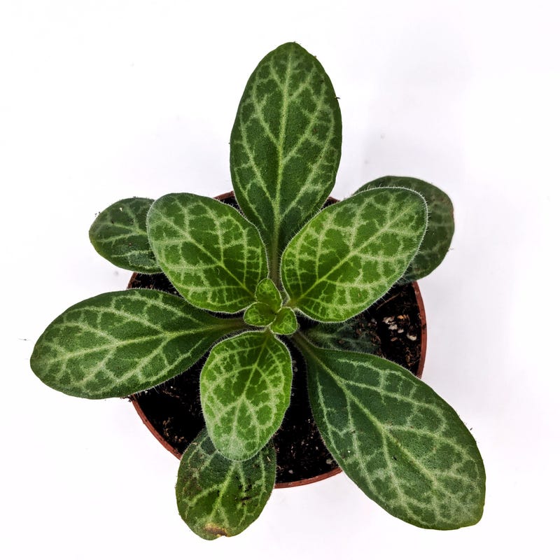Primulina - Etsy
