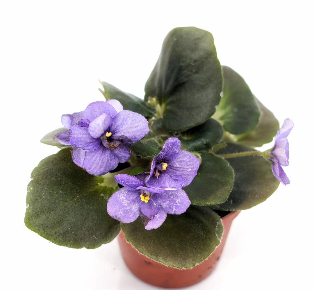 Mini Minx African Violet - Great for Terrarium or Vivarium - Jar ...