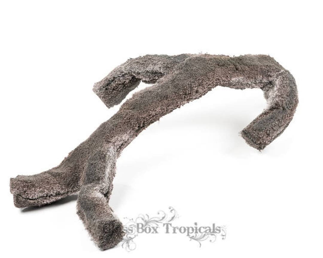 Epiweb Branch- Large - Etsy