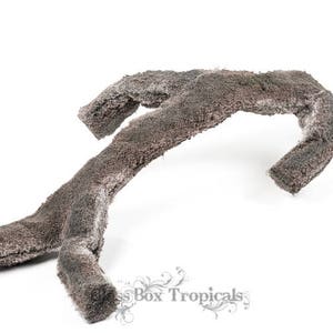 Epiweb Branch- Large - Etsy
