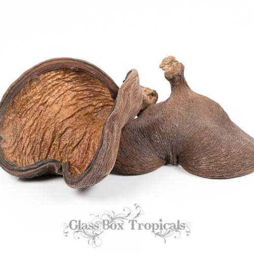 Small Nut Pod - Etsy