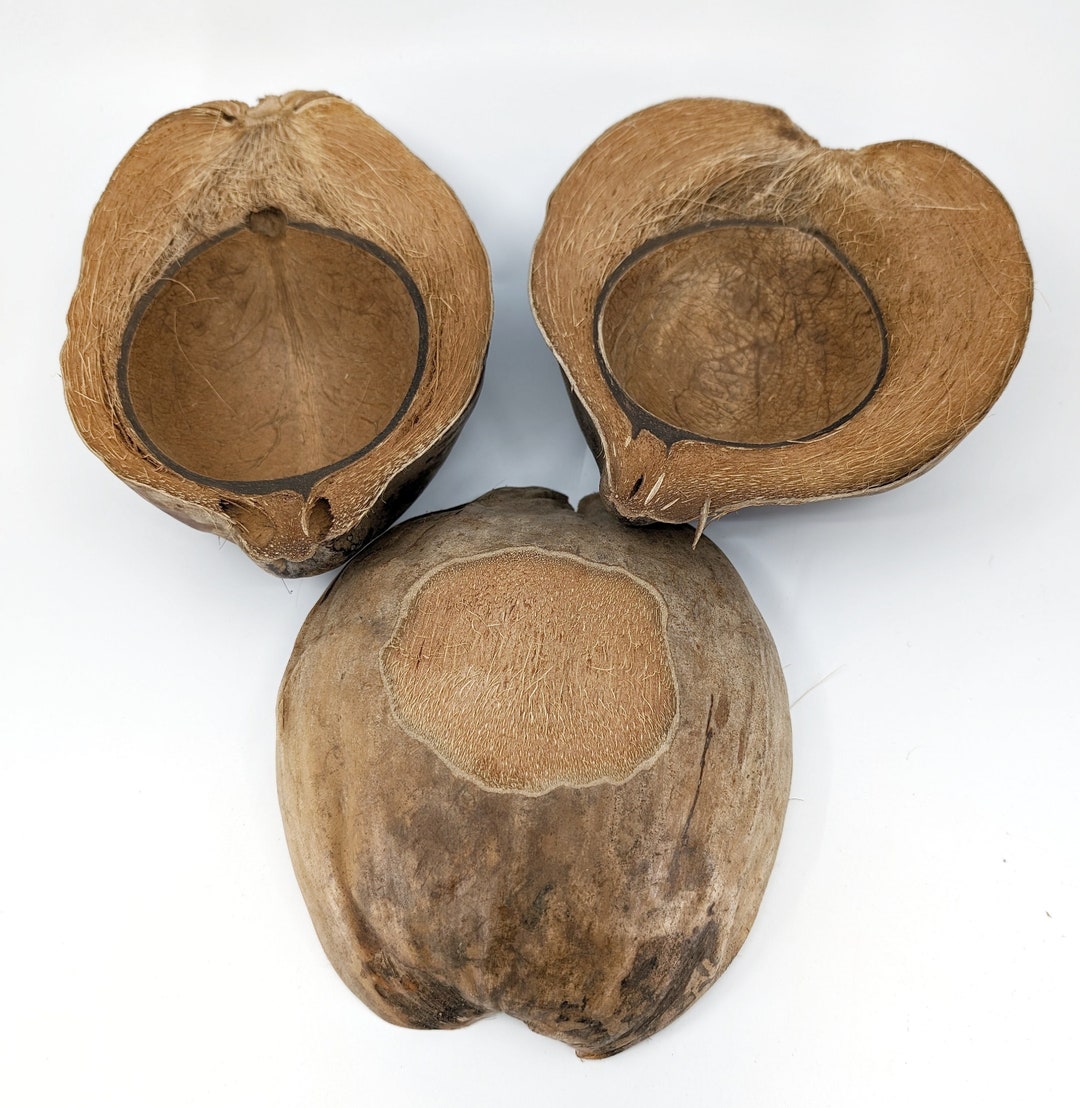 WHOLE Coconut Shell Half With Husk Still Attached and Sanded Bottom ...