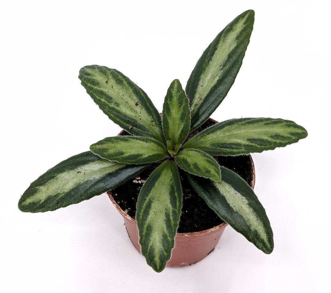 Primulina 'rachel' - Asian Violet Family - Great for a Terrarium or ...