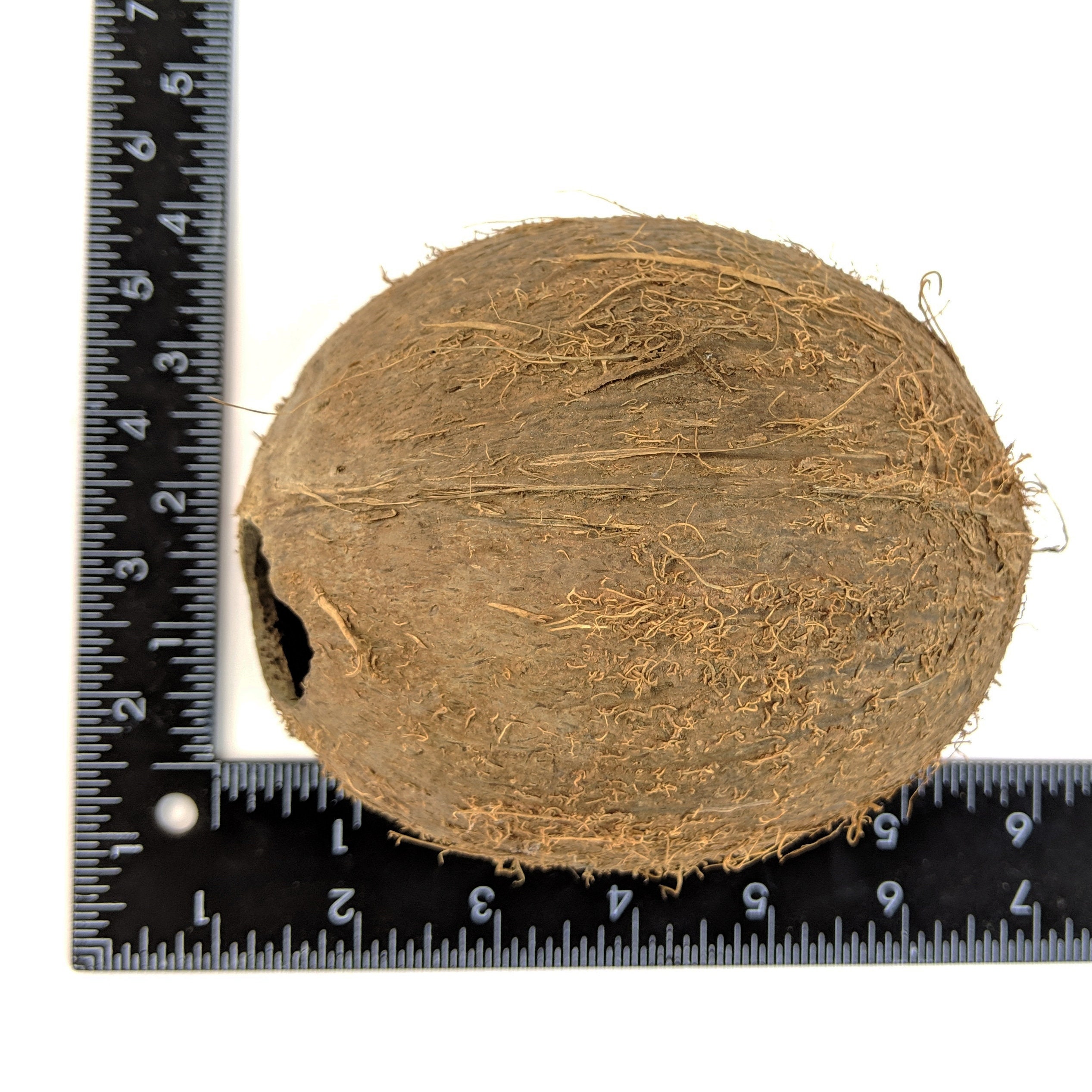 Whole Coconut Shell - Emptied Out - Etsy