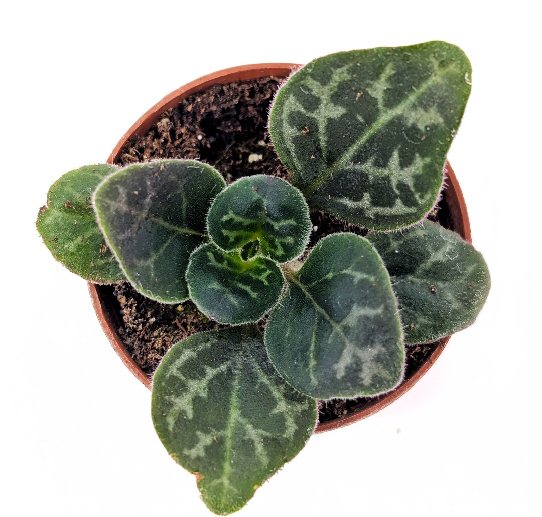 Primulina Yungfuensis - Asian Violet Family - Great for a Terrarium or ...