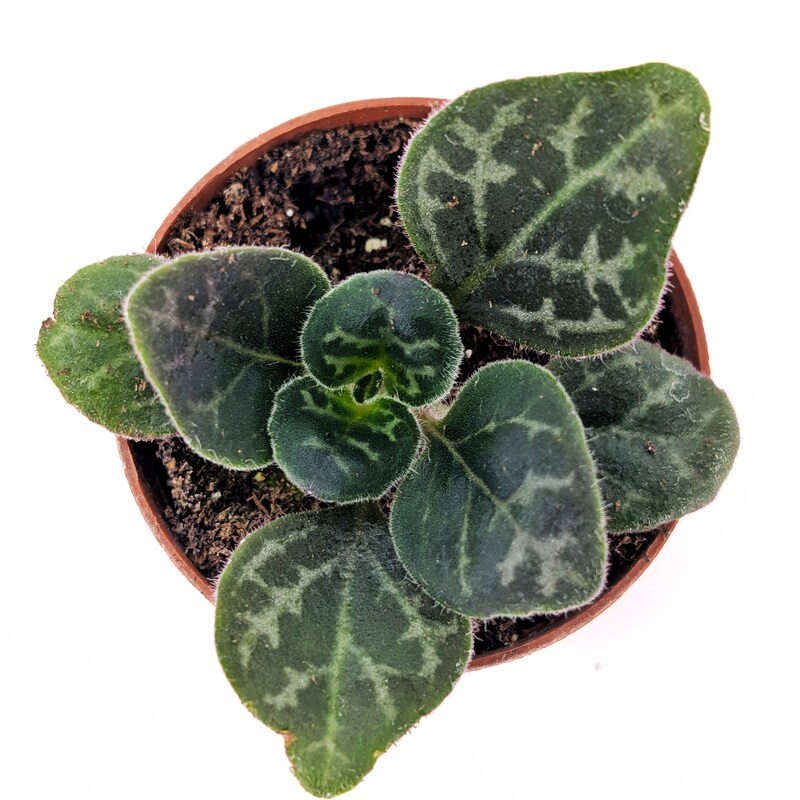 Primulina - Etsy