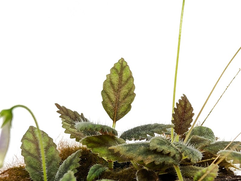 Sinningia Muscicola - African Violet Family - Great for a Terrarium or ...