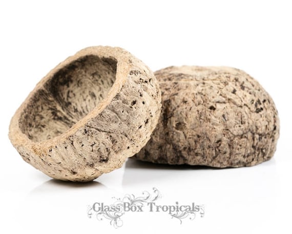 Mayan Nut Pod | Etsy