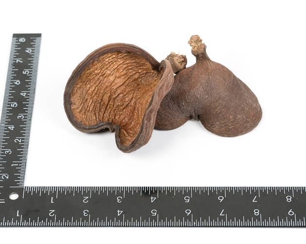 Small Nut Pod - Etsy