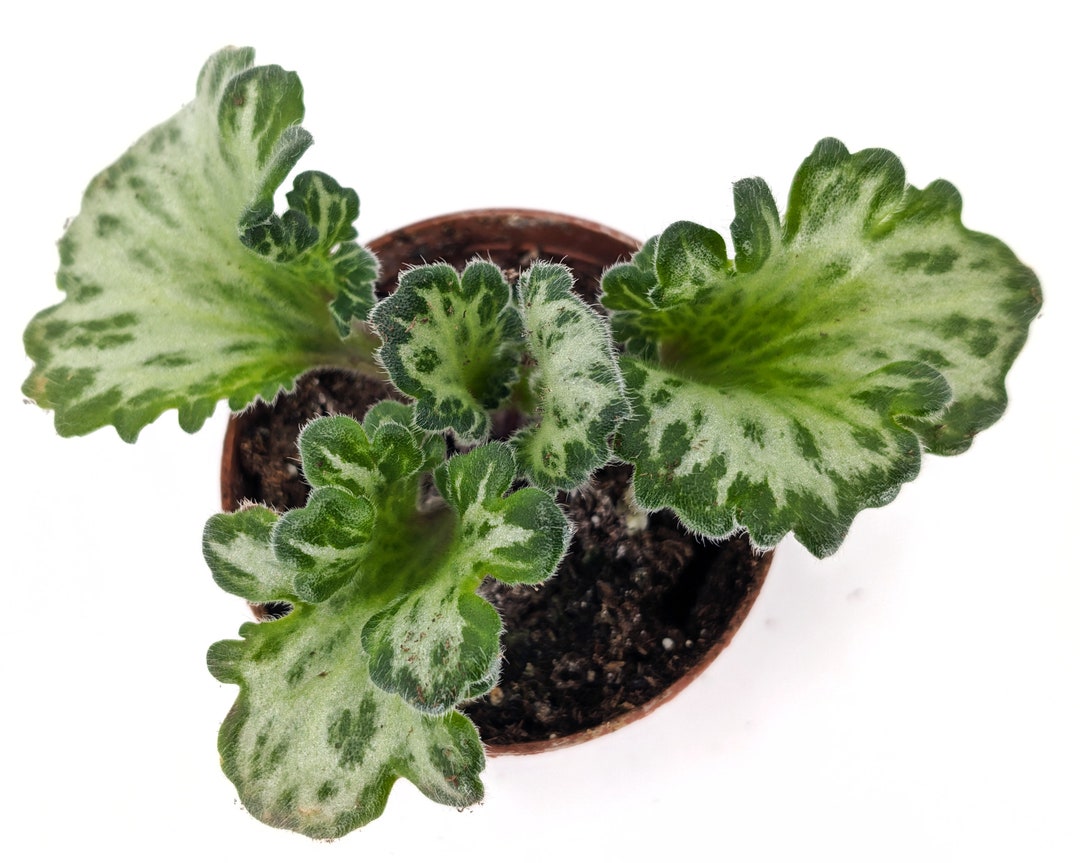 Primulina 'curly Loki' - Asian Violet Family - Great for a Terrarium or ...