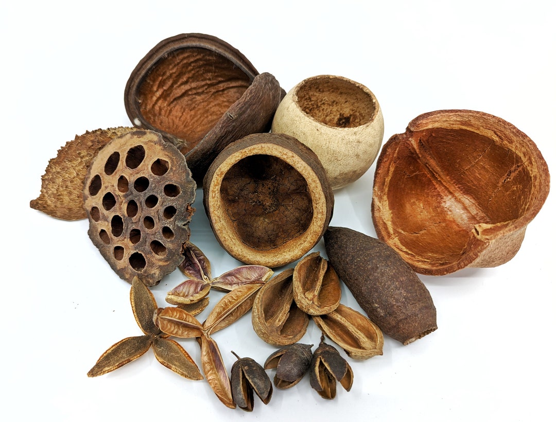 Popular Pods Pack - Etsy