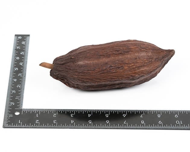 Cacao Pod - Whole - Etsy