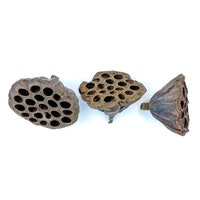Lotus Pods - Etsy