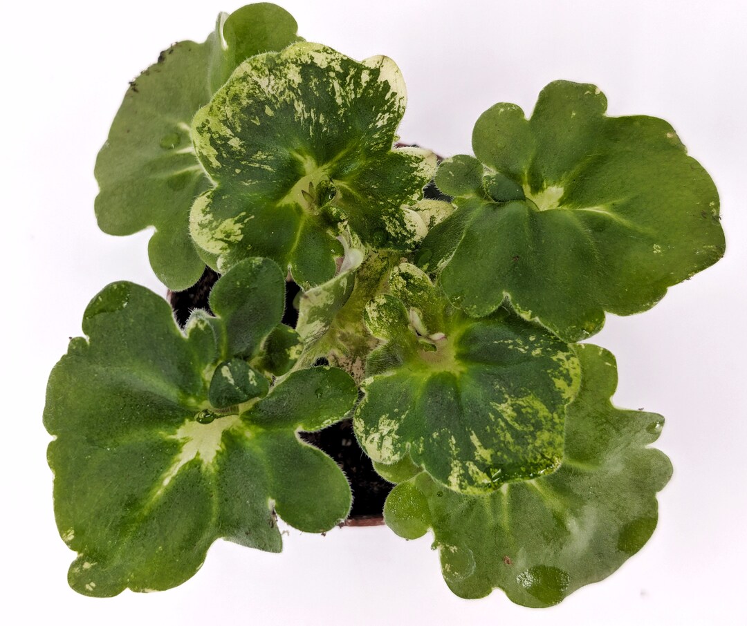 Biscayne Trail African Violet - Great for Terrarium or Vivarium - Jar ...