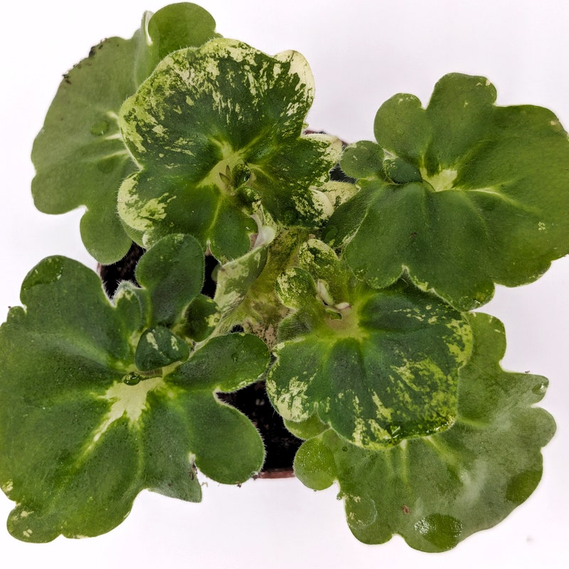 Mini African Violet Leaf - Etsy