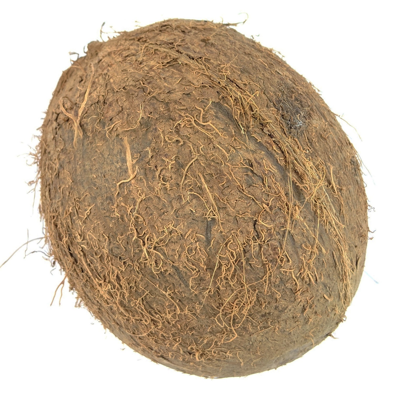 Whole Coconut Shell - Emptied Out - Etsy