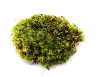 Moss Tree 1 Gallon Bag Live Moss Beautiful Green Fresh Tree - Etsy