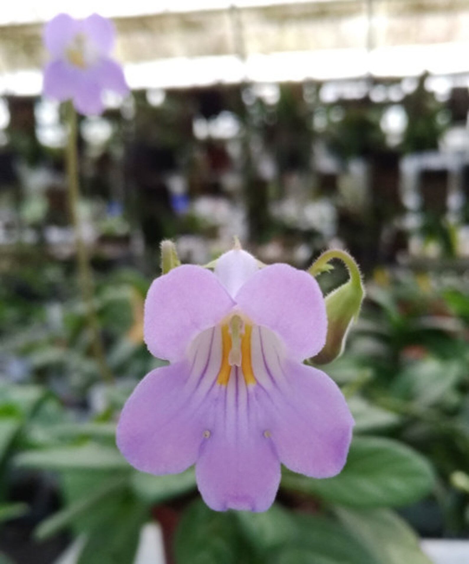 Primulina 'summer Song' - Asian Violet Family - Great for a Terrarium ...