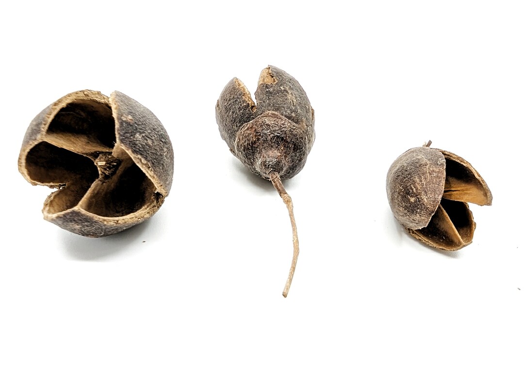 Bakuli Pods - Etsy