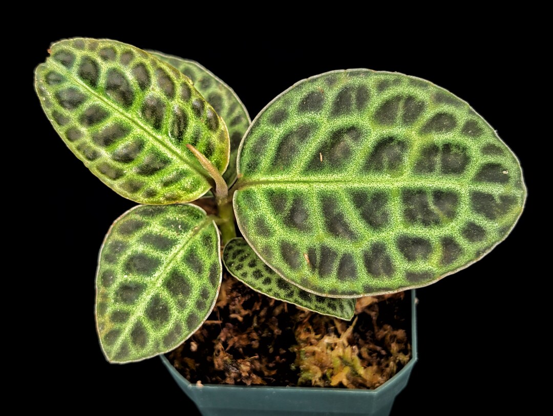 Labisia Sp. Turtle Back - Rare Species Terrarium Vivarium Houseplant - Etsy