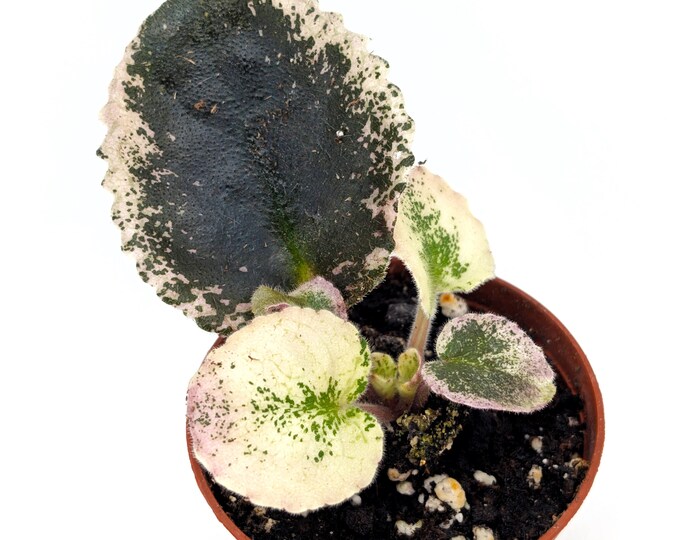 African Violet ‘country Cider’ – Unique Ruffled Blooms With Warm Peach ...