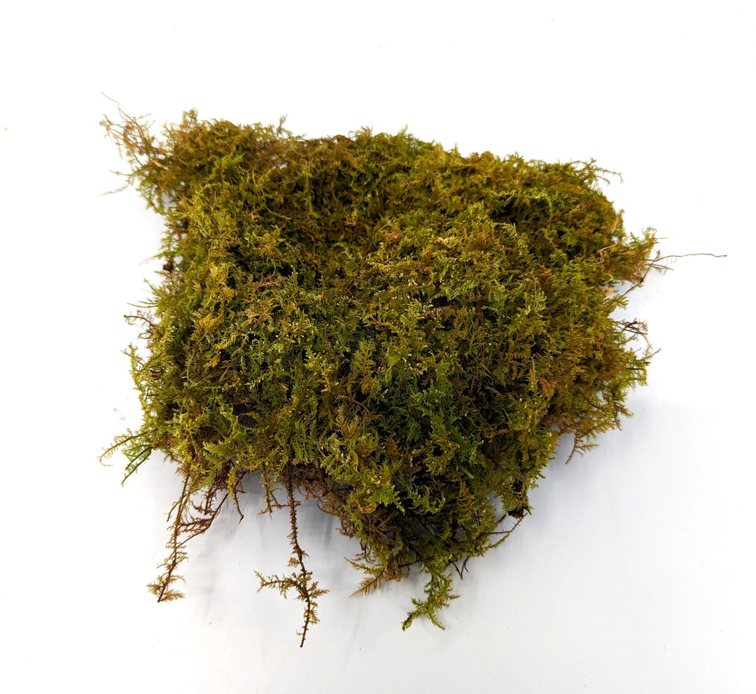 Sheet Moss - 1 Gallon Live - Etsy