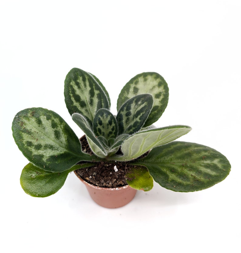 Primulina 'summer Song' - Asian Violet Family - Great for a Terrarium ...