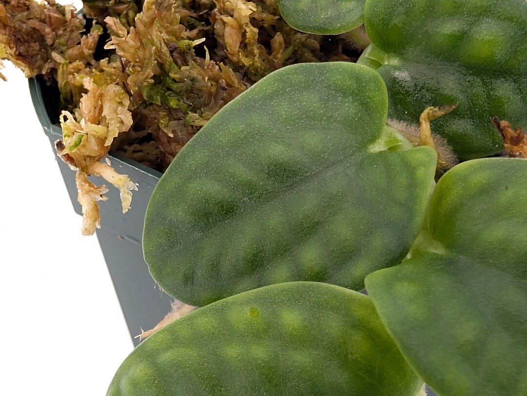 Scindapsus Lucens (rhaphidophora)- Rooted Plant, Nice and Compact, FAST ...