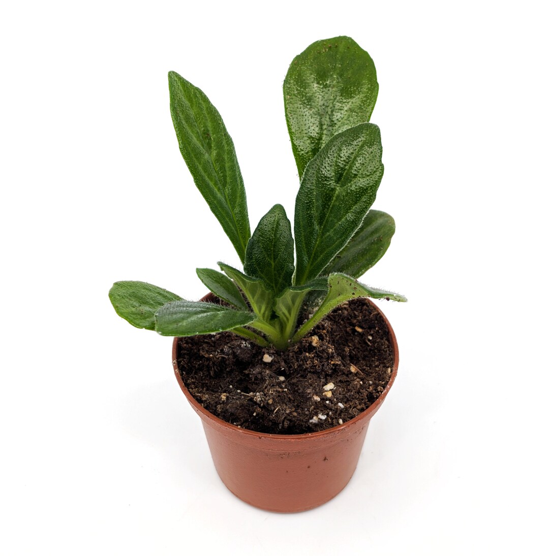 Primulina 'charley' - Asian Violet Family - Great for a Terrarium or ...